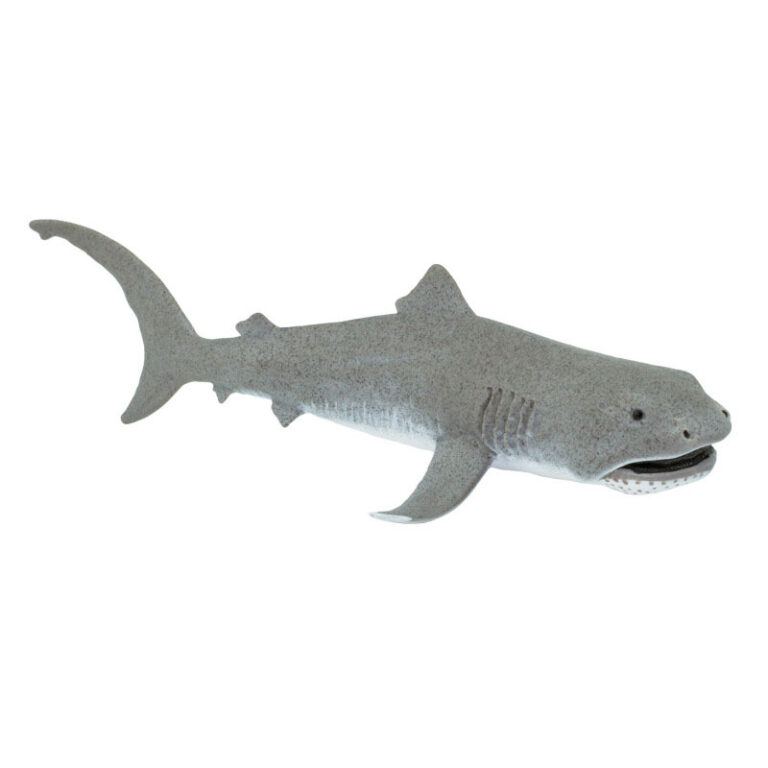 Tiburón de boca ancha "megamouth" - La Extinción